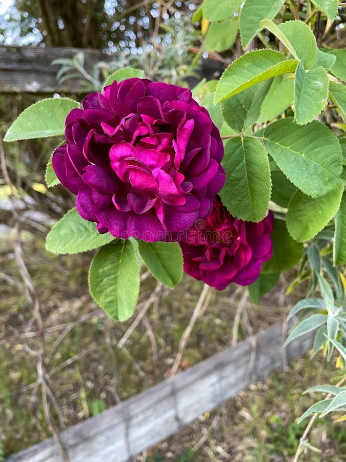 Maroon Petal French Rose Flowers 02 Stock Photo - Image of nature ...