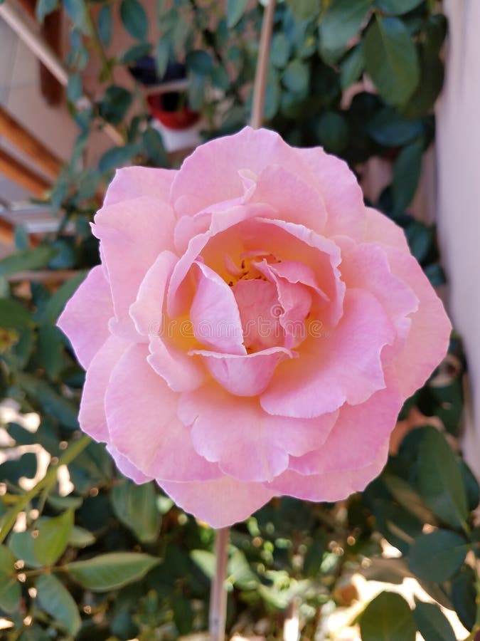 A French Rose stock photo. Image of bloom, full, sunshine - 100838058