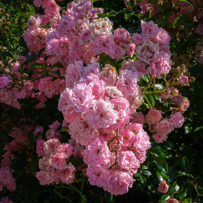 A French Rose in Full Bloom Stock Image - Image of rosa, shrub: 333083047