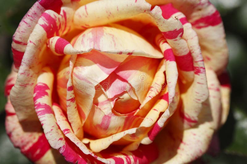 French Rose stock image. Image of field, roses, flower - 95682923