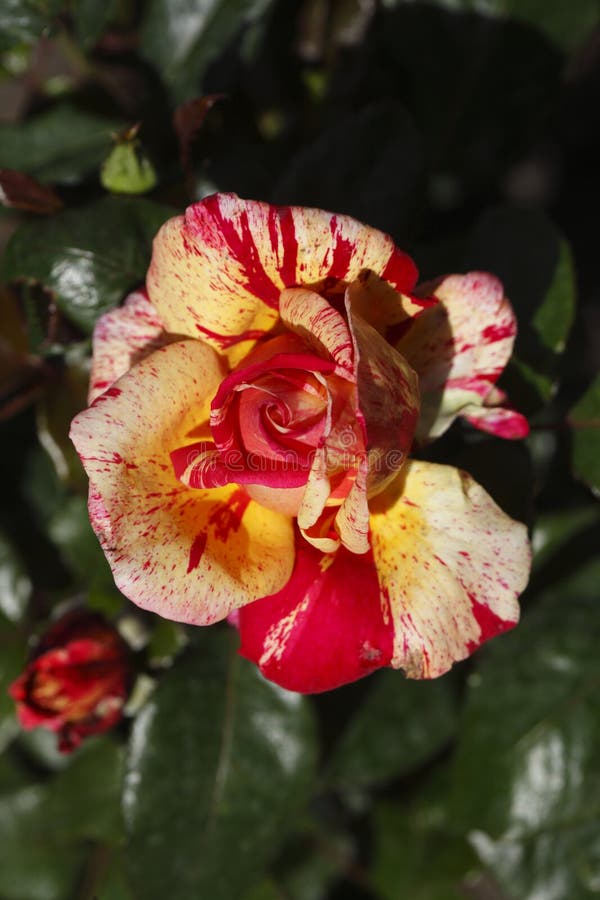 French Rose stock photo. Image of outside, recording - 95683108