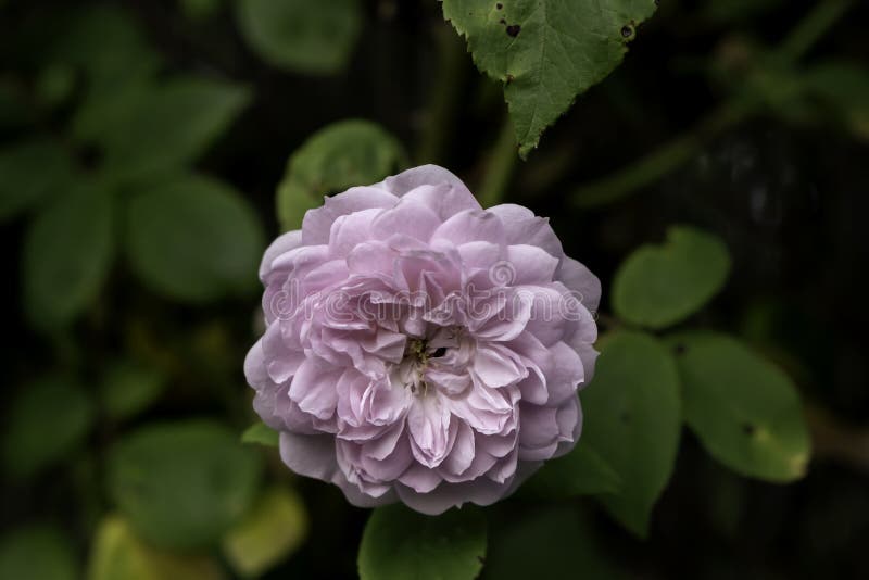 French rose pink flower stock photo. Image of botany - 242035166
