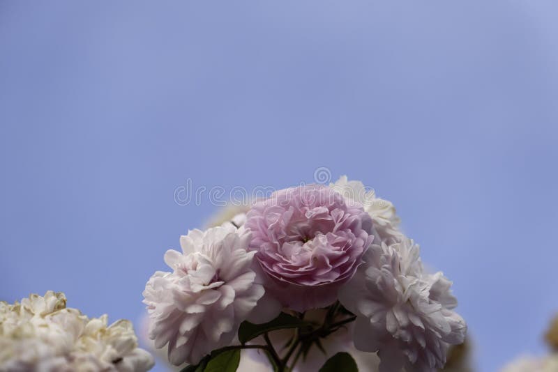 French rose pink flowers stock image. Image of gallica - 242035165