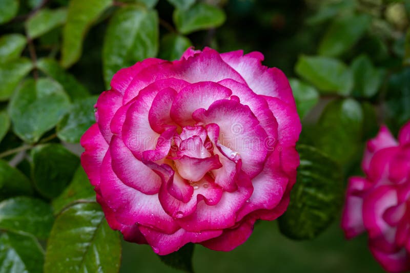 A French Rose (Rosa Gallica) in Suffolk Stock Photo - Image of suffolk ...