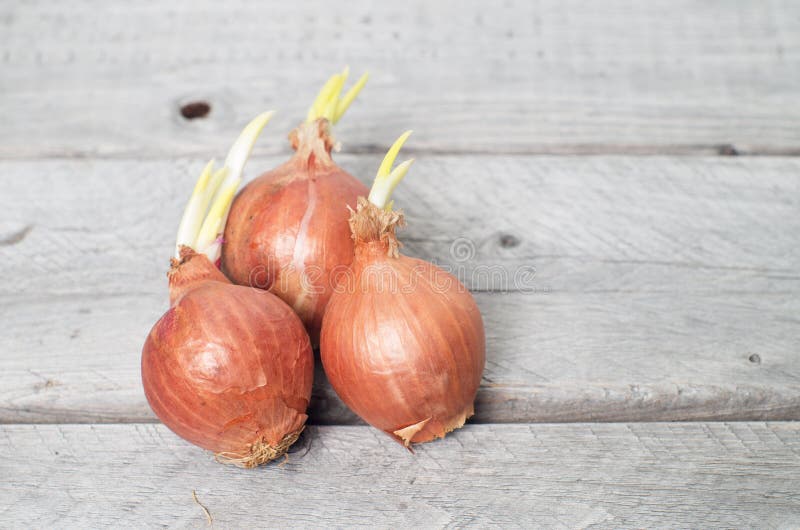 French Shallots with Chives Stock Image - Image of fresh, shallot: 45930103