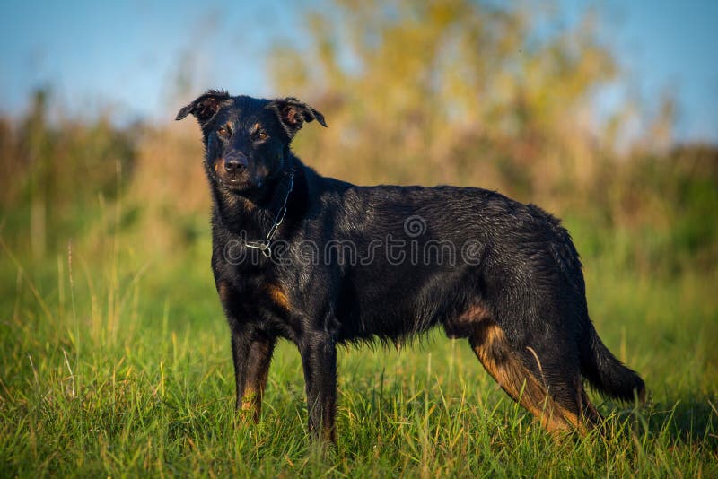 French Shepherd Dog in Grass Stock Image - Image of cute, sport: 259162795