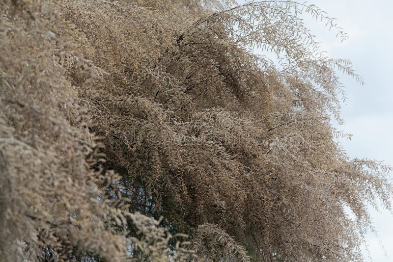 French Tamarisk Tree Tamarix Gallica Stock Image - Image of blooming ...