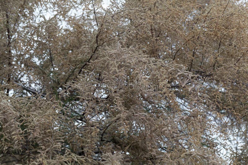 French Tamarisk Tree Tamarix Gallica Stock Image - Image of blooming ...