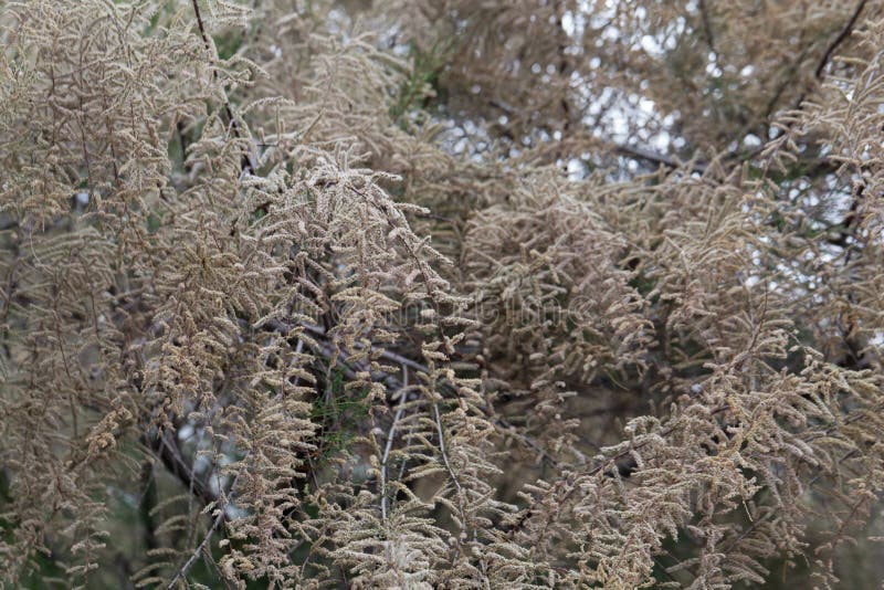 French Tamarisk Tree Tamarix Gallica Stock Photo - Image of field ...
