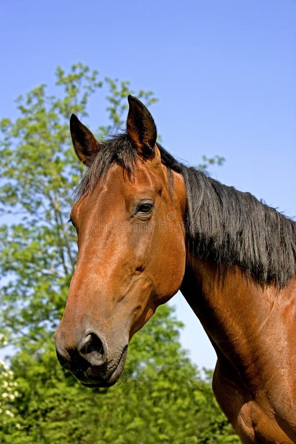 French Trotter Horse, Portrait of Mare, Normandy Stock Photo - Image of ...