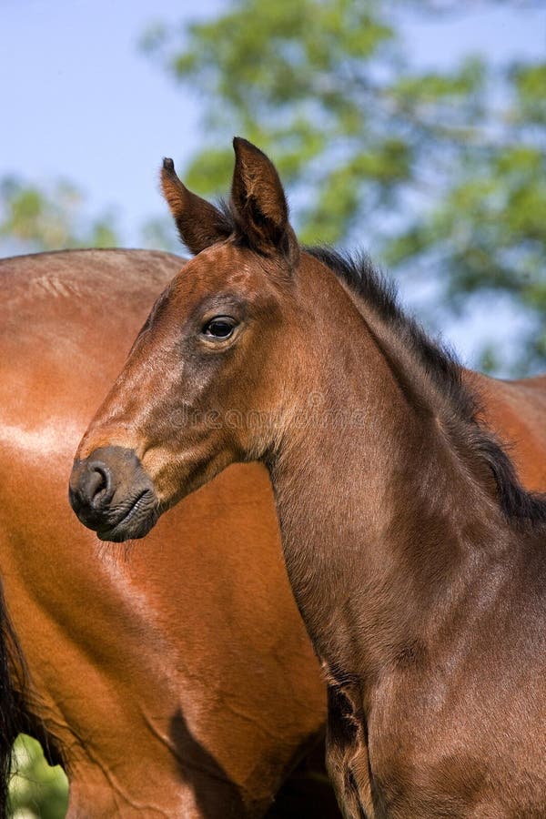 French Trotter, Mare with Foal in Paddock, Normandy Stock Image - Image ...