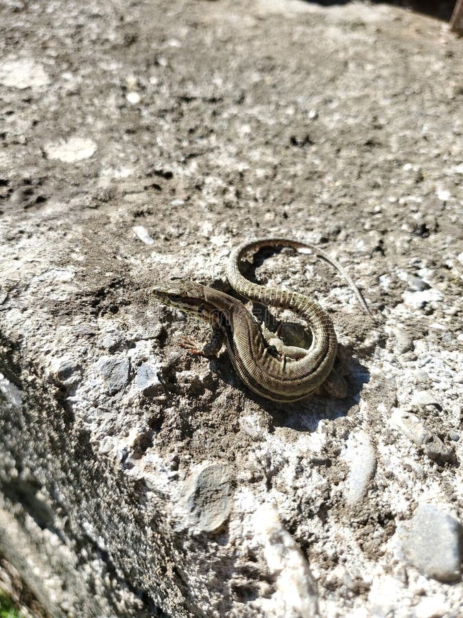 French Wall Lizard Sunbathing on an Old Slab Stock Image - Image of ...