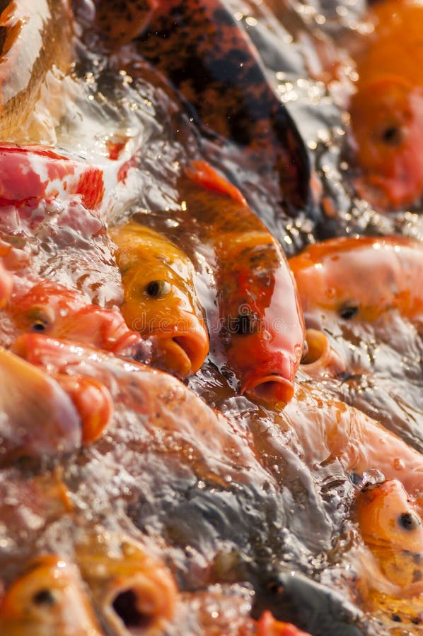 Frenzy Fish Wait for Feeding Stock Photo - Image of color, fight: 30102228