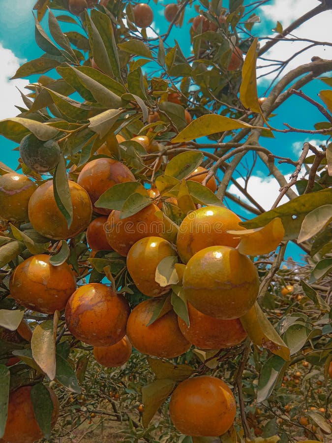 Fres Orange Fruit in the Botanica Garden Stock Photo - Image of orange ...