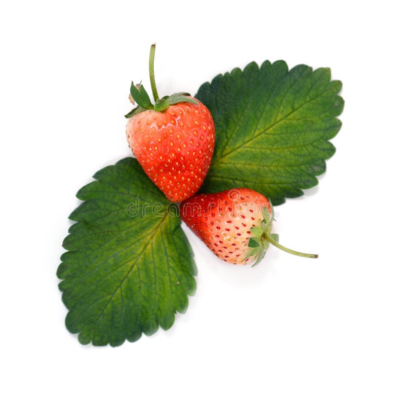 Fresa Aislada En Blanco Como Fondo Imagen de archivo - Imagen de fresa ...