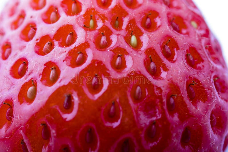 Fresa con fondo blanco foto de archivo. Imagen de fresco - 157347592