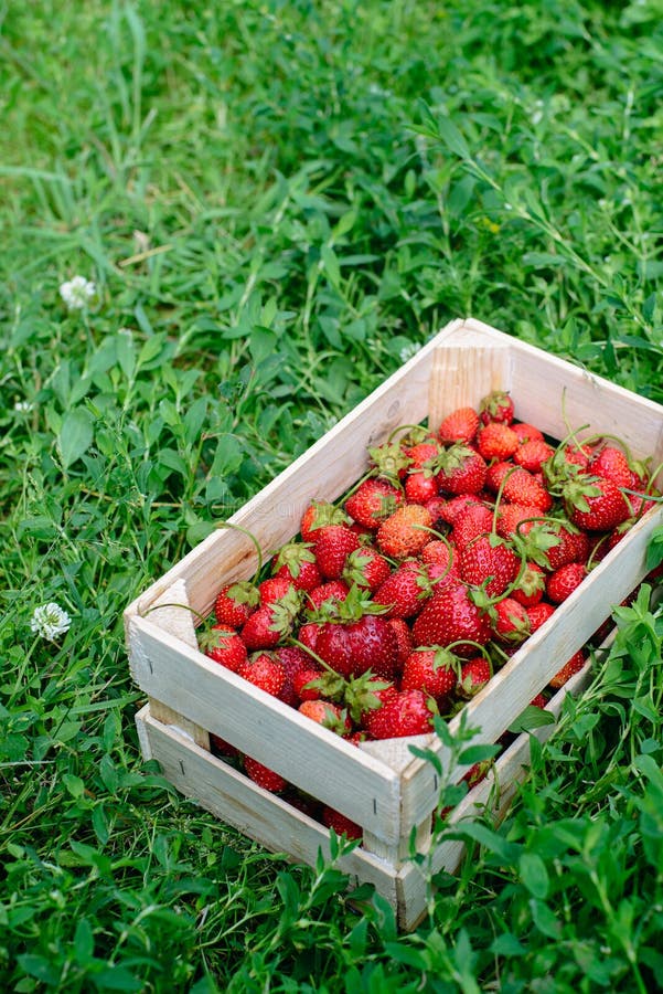 Fresas En Una Caja De Madera En Hierba Imagen de archivo - Imagen de ...