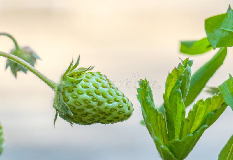 Fresa Fresca Inmadura Verde Foto de archivo - Imagen de crezca, fruta ...
