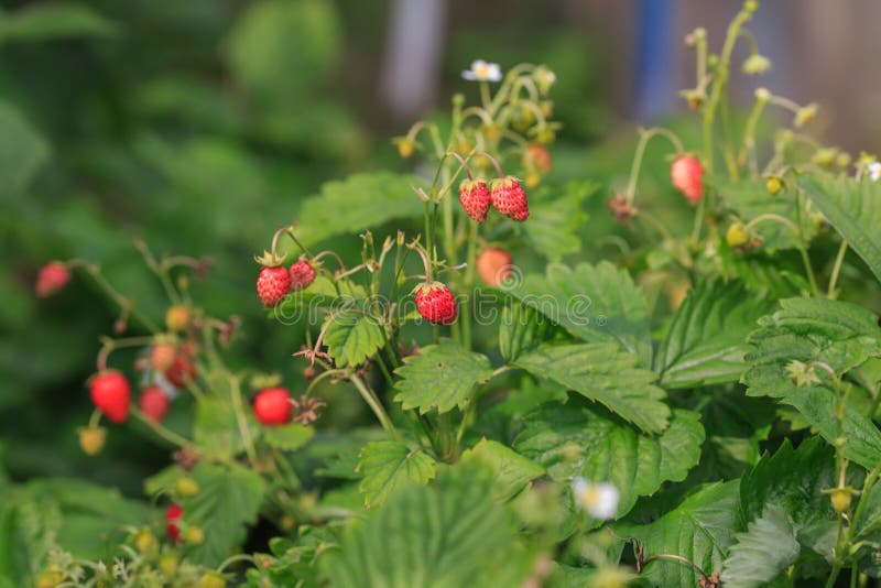 Fresa salvaje foto de archivo. Imagen de cocina, salvaje - 92284316