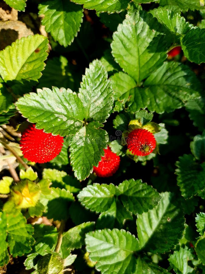 Fresa Silvestre En La Naturaleza Foto De Archivo Imagen De Planta Fresa 232112508