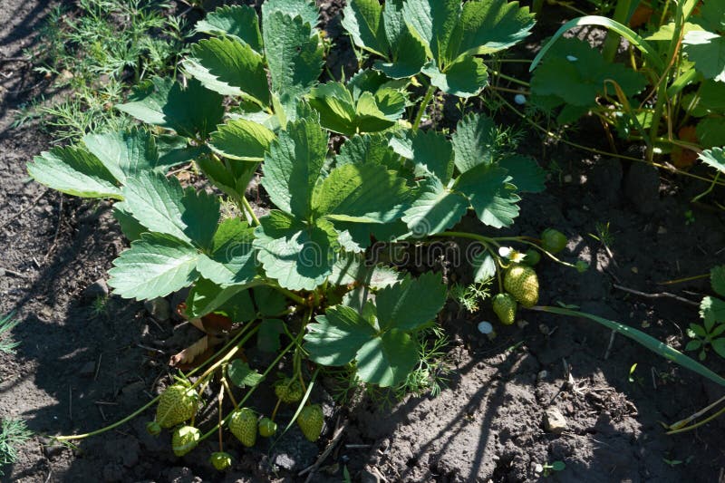 Fresa verde imagen de archivo. Imagen de brillante, amarillo - 103675977