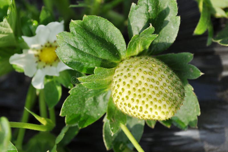 Planta de fresa foto de archivo. Imagen de fruta, backyard - 14180616