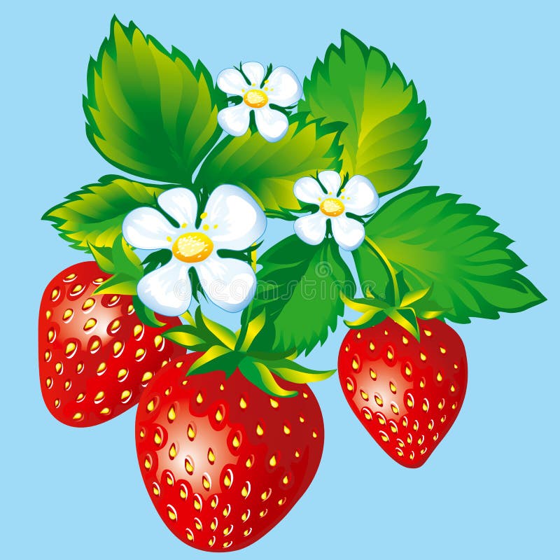 Fresas ilustración del vector. Ilustración de dulce, fruta - 2636638
