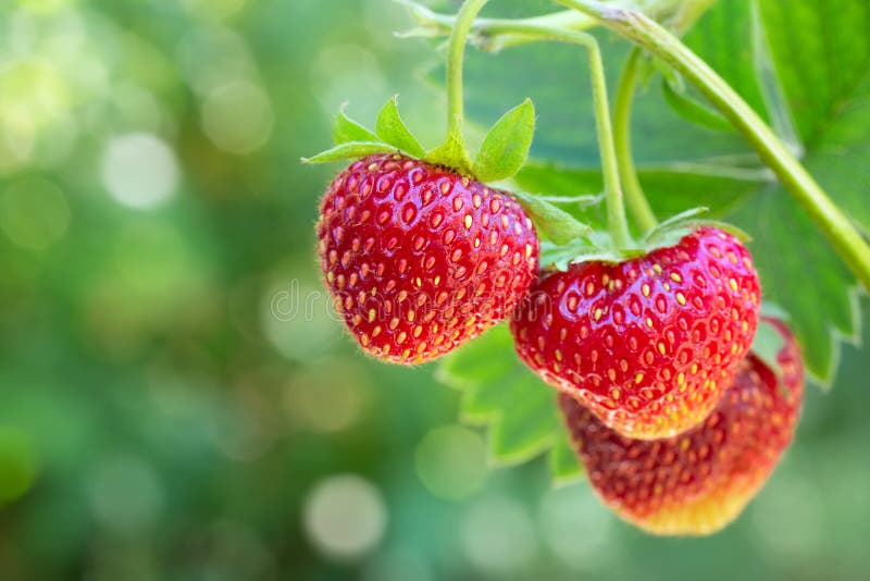 Fresas en el arbusto foto de archivo. Imagen de cosecha - 119857174