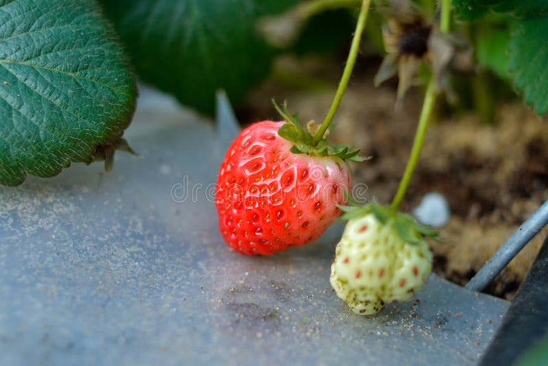 Fresas Verdes En El Medio Ambiente Natural Bajo Hojas Verdes Imagen de ...