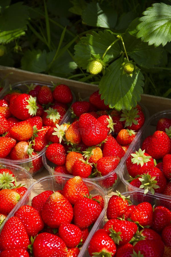 Fresas naturales foto de archivo. Imagen de cesta, travieso - 101932360