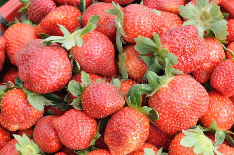 Fresas Rojas Brillantes Jugosas Foto de archivo - Imagen de cierre ...