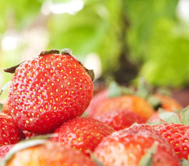 Fresas rojas deliciosas foto de archivo. Imagen de fructosa - 13497780