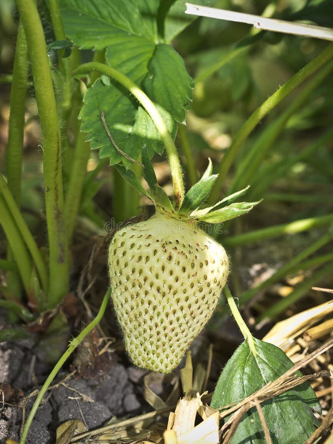 Fresas Rojas Y Verdes En La Toalla Delante Del Cuenco Foto de archivo ...