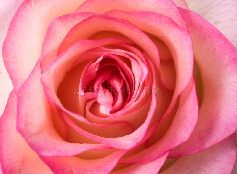 Fresco Palidezca - La Rosa Del Rosa Imagen de archivo - Imagen de ...