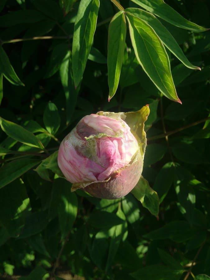Fresco Rosa Peony Flor Primer Plano En El Monte Foto de archivo ...