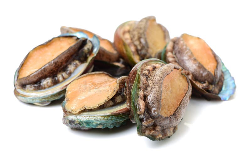 Abalone stock photo. Image of food, shellfish, single - 32960940
