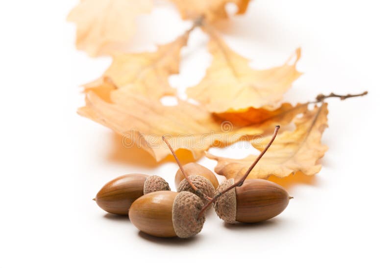 Fresh acorn stock photo. Image of golden, autumn, seed - 27349788
