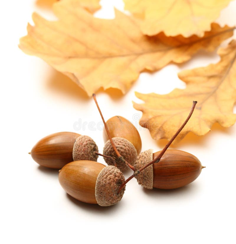 Fresh acorn stock photo. Image of nature, ripe, heap - 27544566