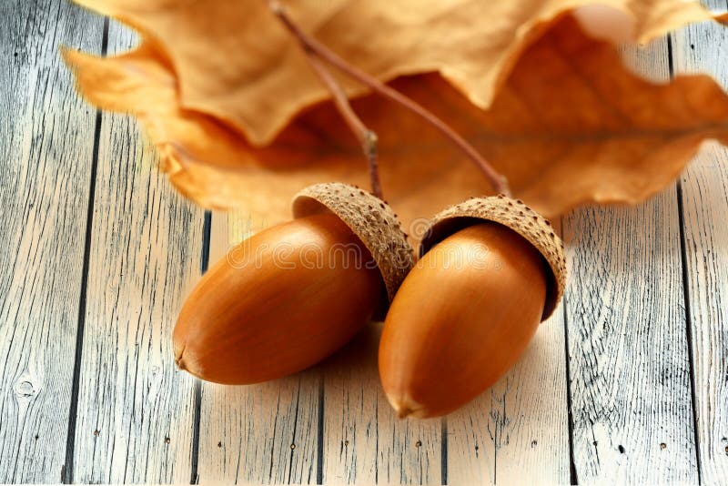 Fresh Acorns with Dried Leaves Stock Photo - Image of nature, botanic ...
