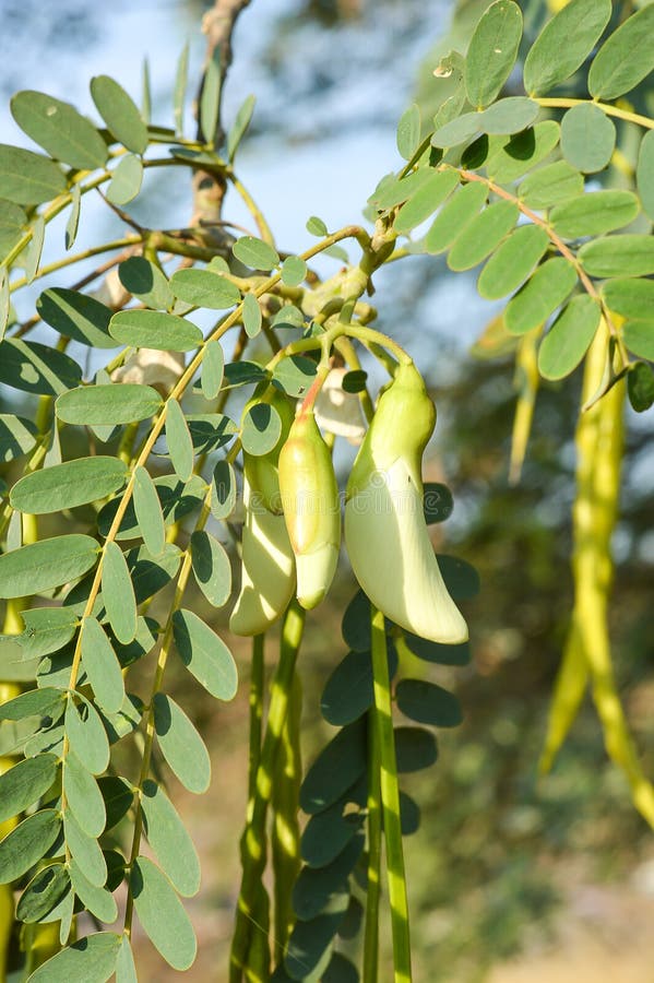 Agasta flower on the tree stock photo. Image of petal - 117422284