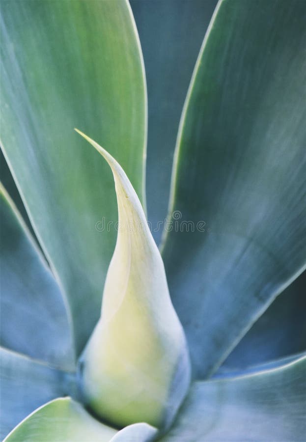 Fresh Agave leaves stock photo. Image of decorative - 220217182