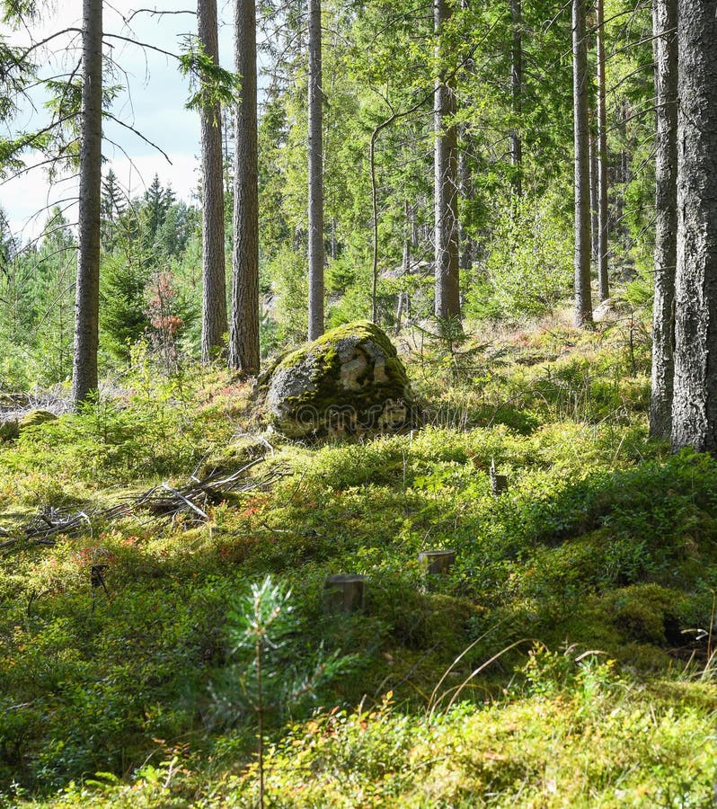 Fresh air in the forest stock image. Image of trees - 257576175