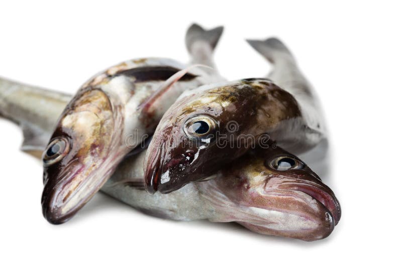 5,115 Pollock Fish Stock Photos - Free & Royalty-Free Stock Photos from ...