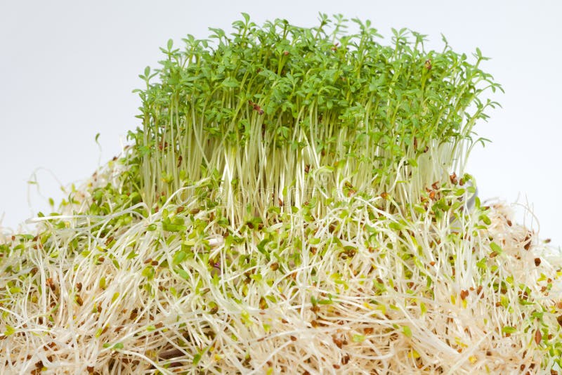 478 Alfalfa Root Stock Photos - Free & Royalty-Free Stock Photos from ...