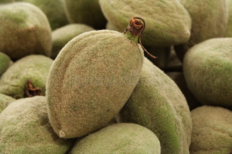 Fresh almond stock image. Image of untreated, unrefined - 5579263