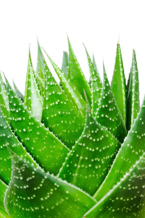 Aloe stock image. Image of grow, close, exotic, aloe, heat - 699197