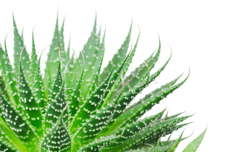 Aloe vera plant stock image. Image of care, herb, pharmacy - 59598611