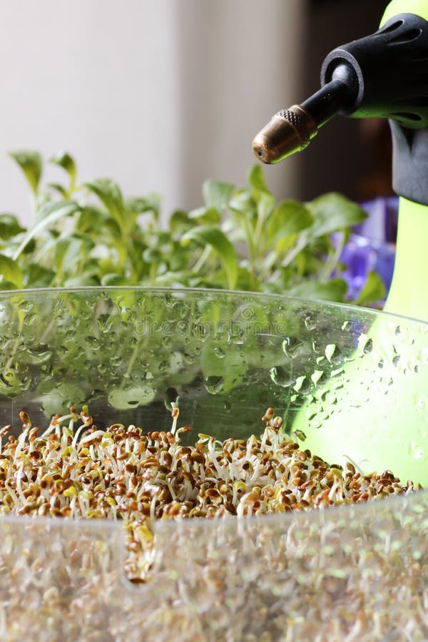 Alpha-alpha sprouts stock image. Image of natural, green - 12147061