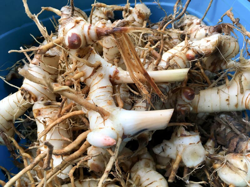 Alpinia Galanga Root or Laos, Herb Used in Southern Asia Cuisine Stock ...