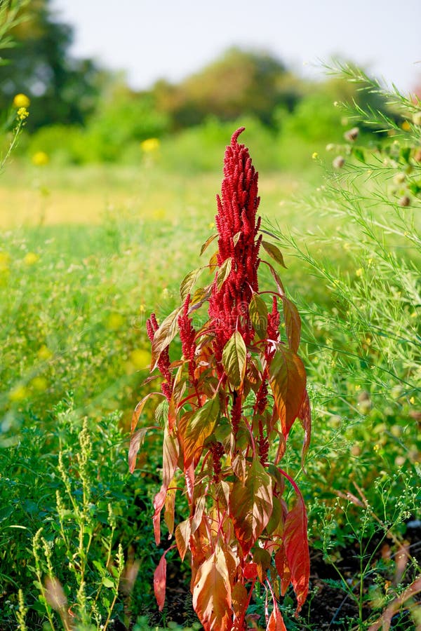 Amaranth grain field stock photo. Image of closeup, garden - 133217700